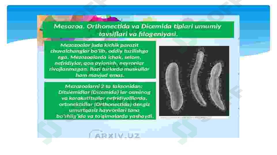 orthonectida va dicyemida tiplari