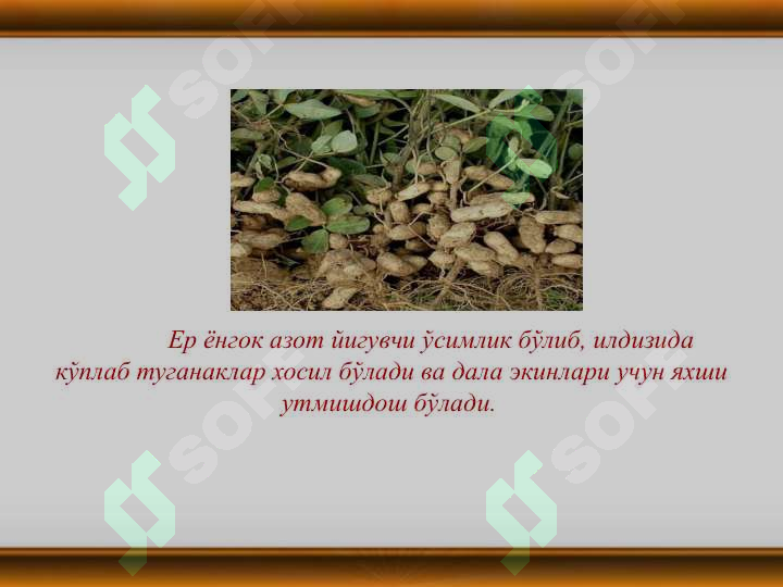Yer yong"oq va kanakunjut biologiyasi va yetishtirish texnologiyasi