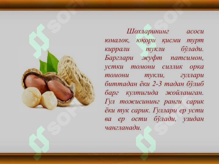 Yer yong"oq va kanakunjut biologiyasi va yetishtirish texnologiyasi