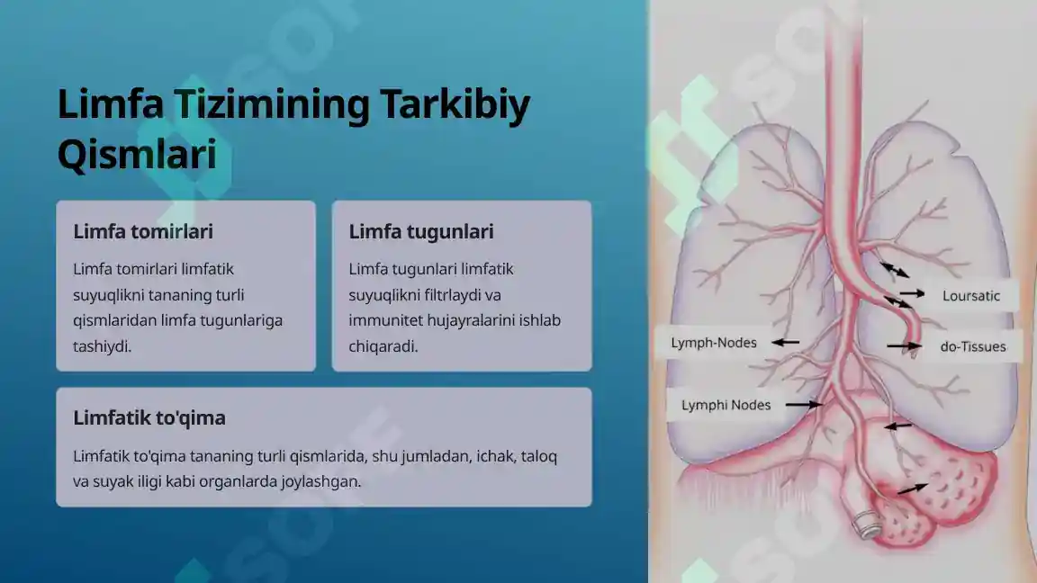 Limfa Tizimi Tananing Himoya Qal'asi