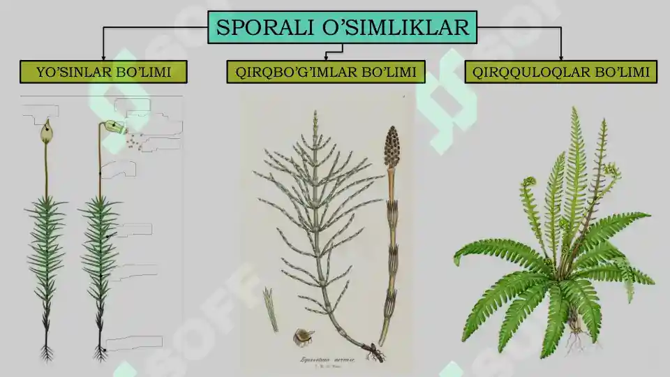 Sporali o'simliklar va ochiq urug'li o'simliklar bo'limi