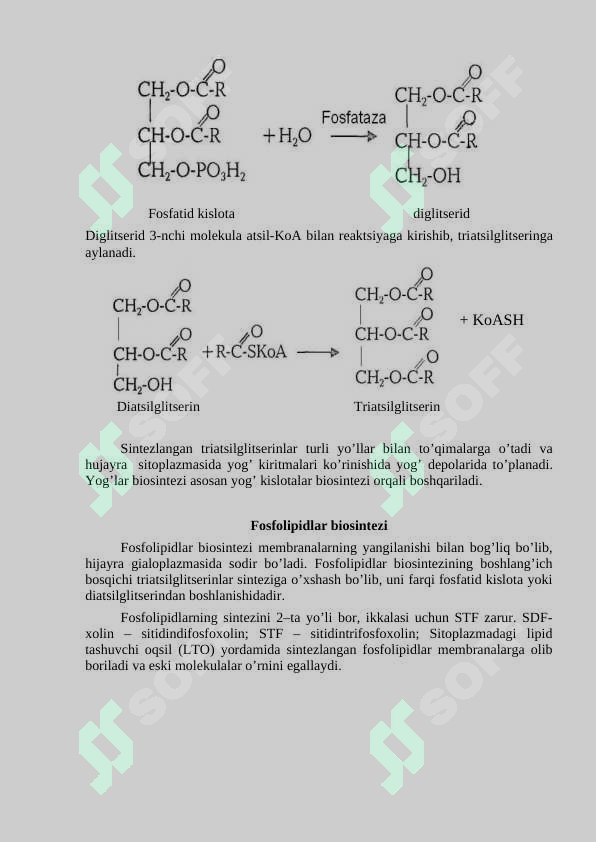 lipidlarni anabolizmi. Lipidlar biosentizi.Biologik membrana trasnporti