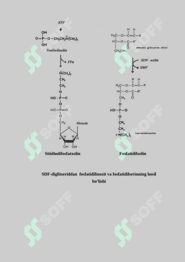 lipidlarni anabolizmi. Lipidlar biosentizi.Biologik membrana trasnporti