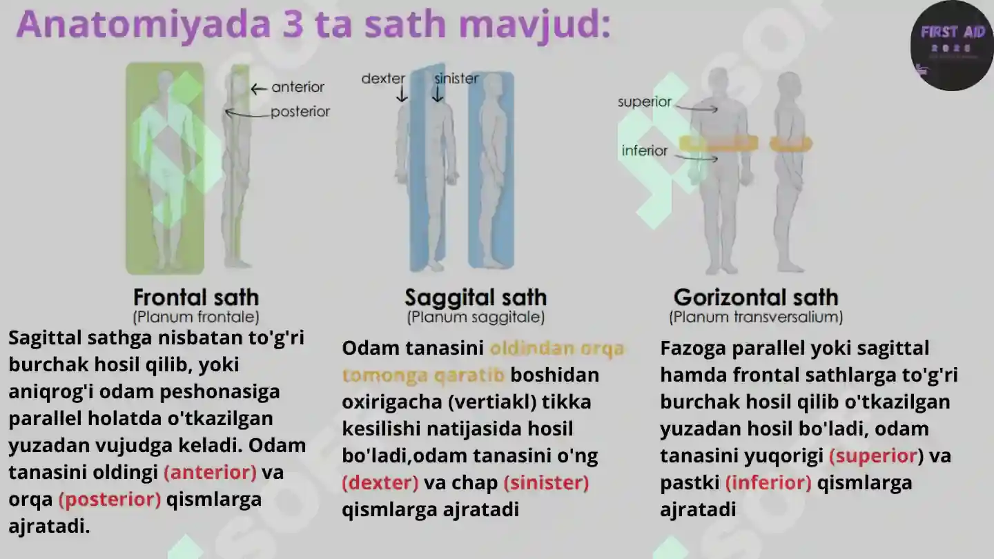 Anatomik satihlar