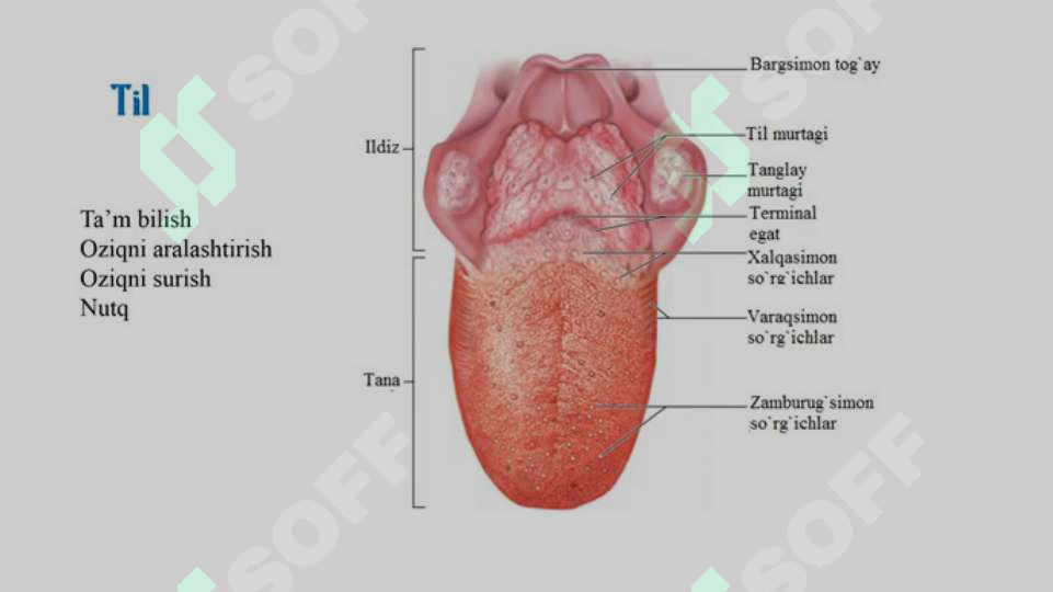 Ovqat hazm qilish sistemasi organlarining tuzilishi