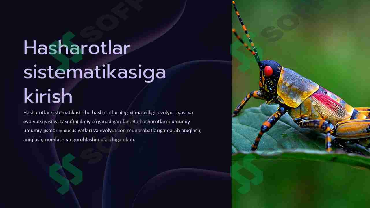 Hasharotlar sistematikasining asosiy printsiplari. Sistematikada ...