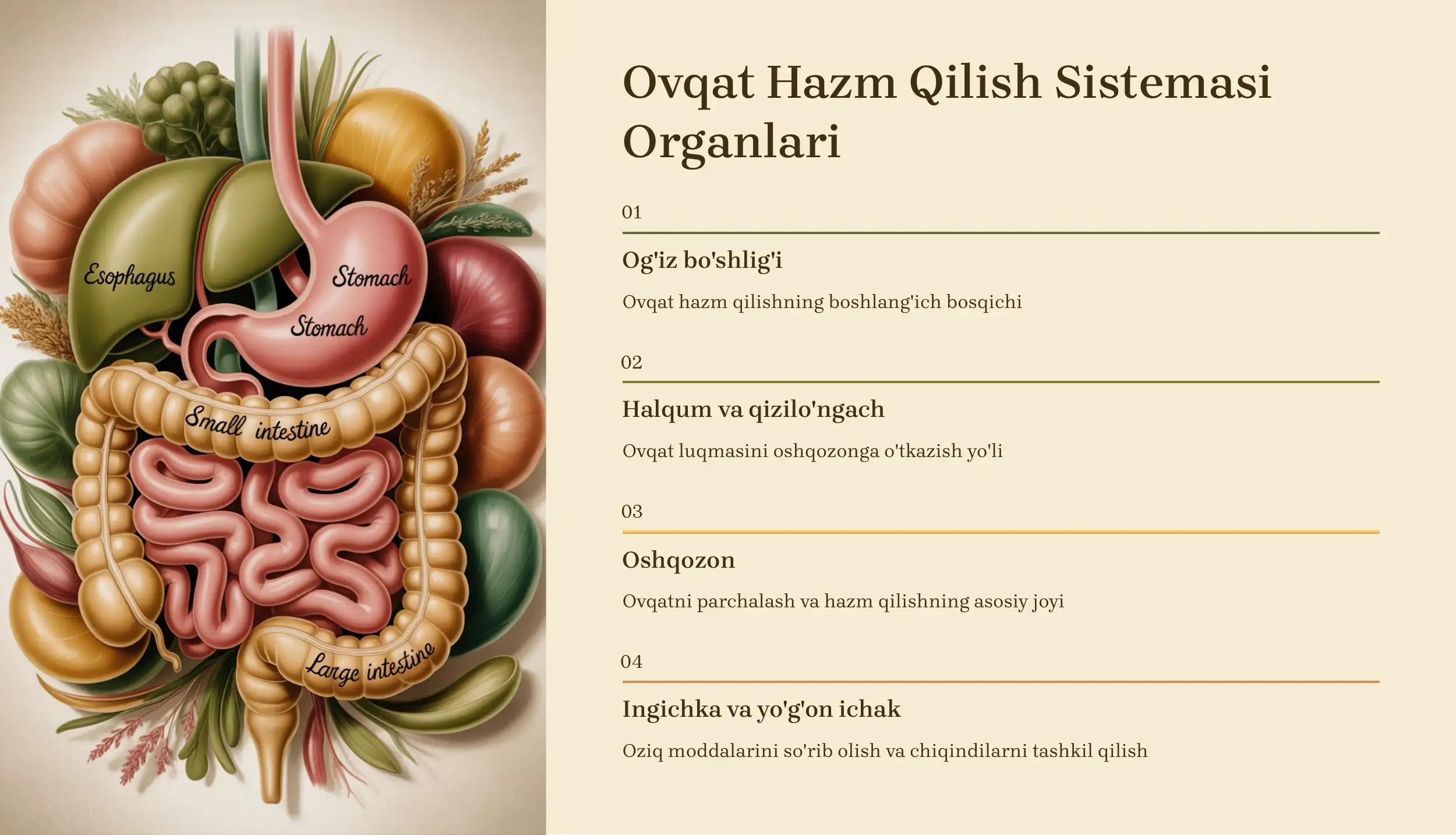 Ovqat Hazm Qilish Sistemasi Organlari
