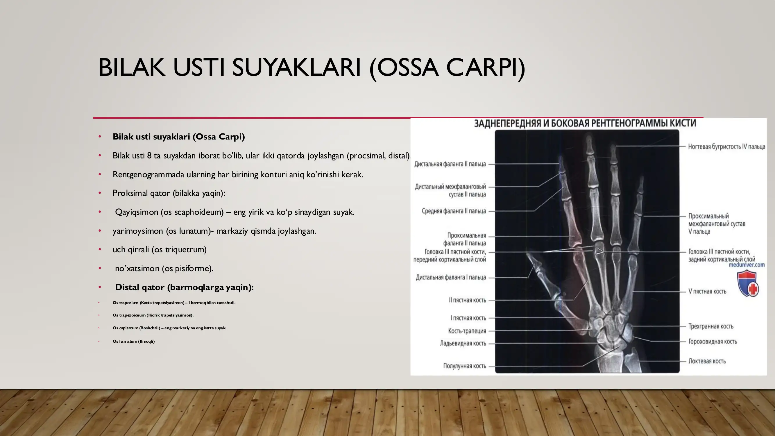 qul suyagi topografiyasi