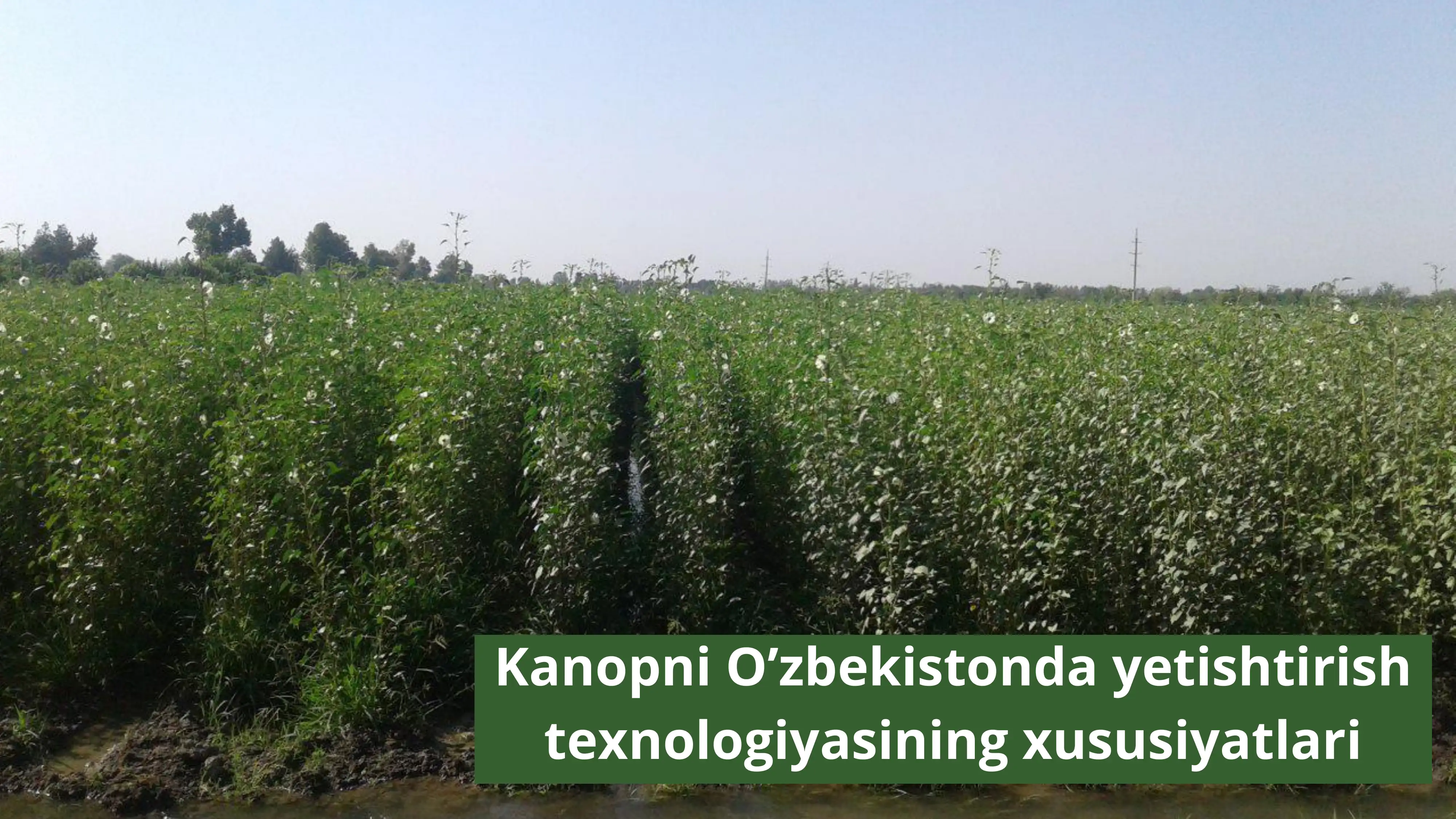 Tolali zig’ir yetishtirish texnologiyasi