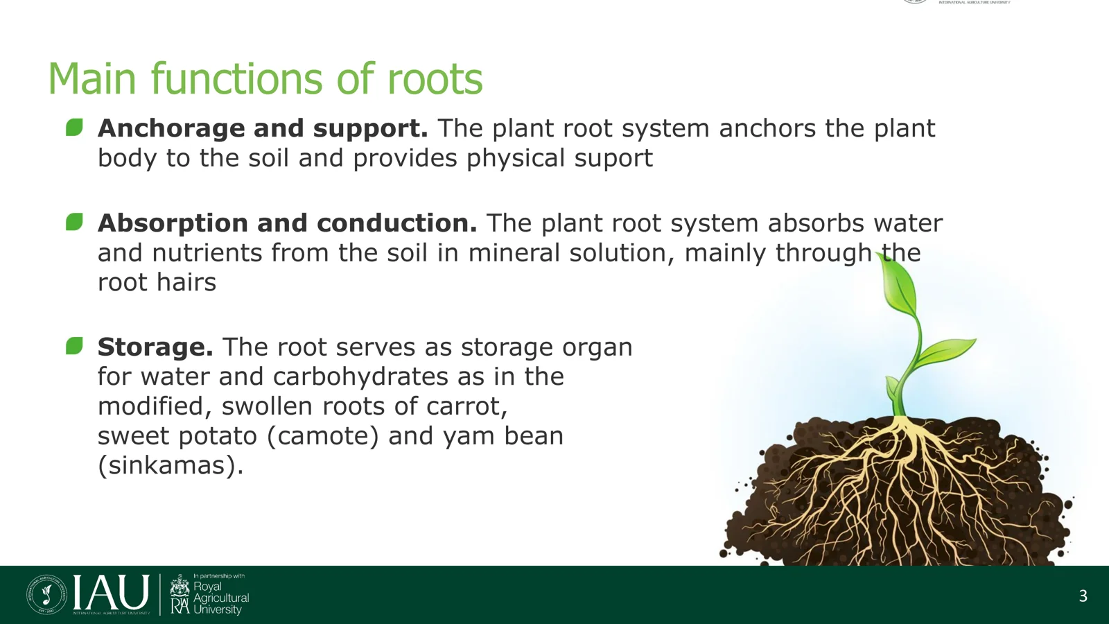 Root Growth and Development