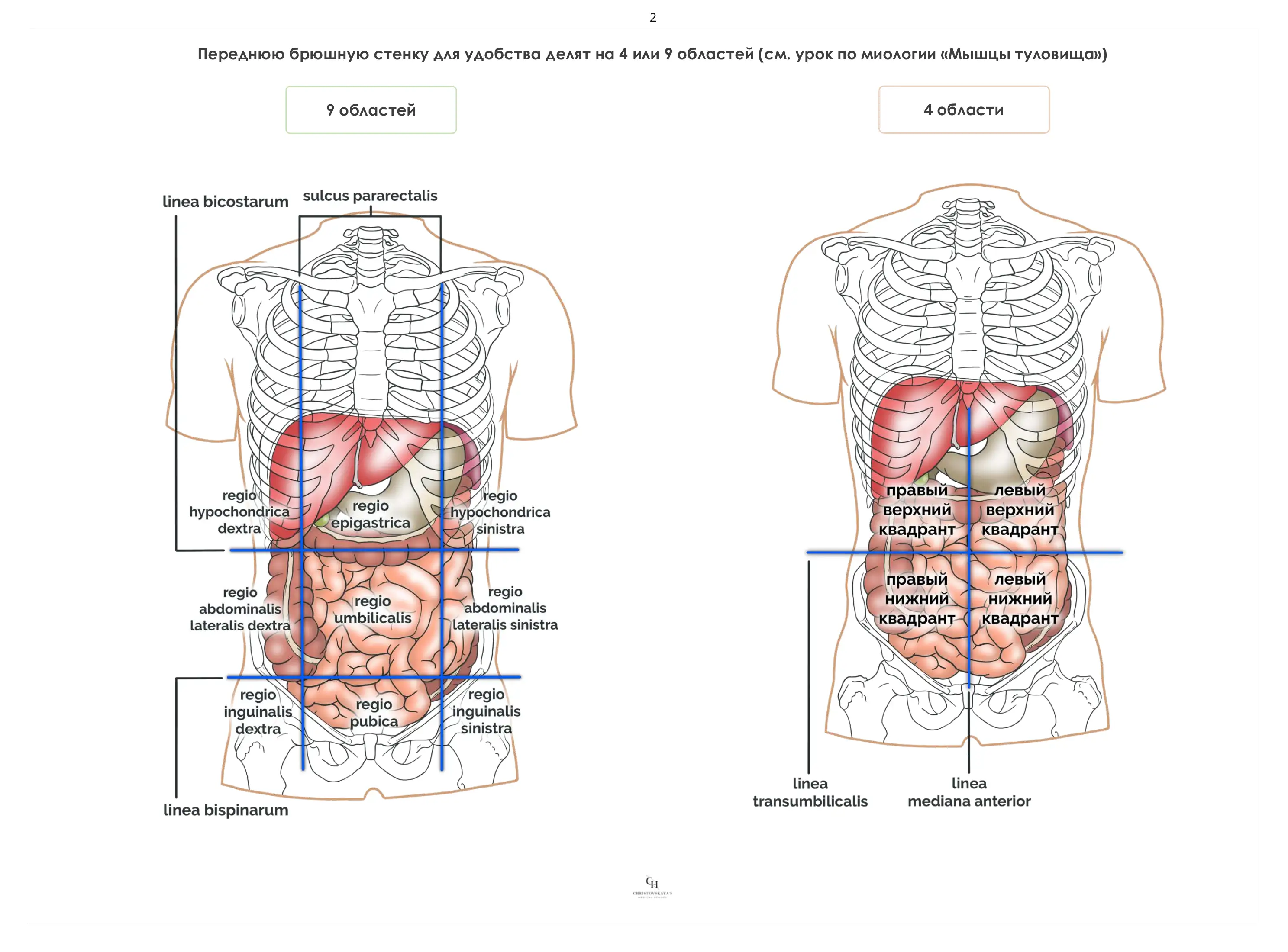 Cavitas abdominalis et peritoneum