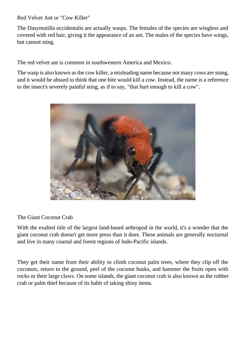 Red Velvet Ant or Cow Killer