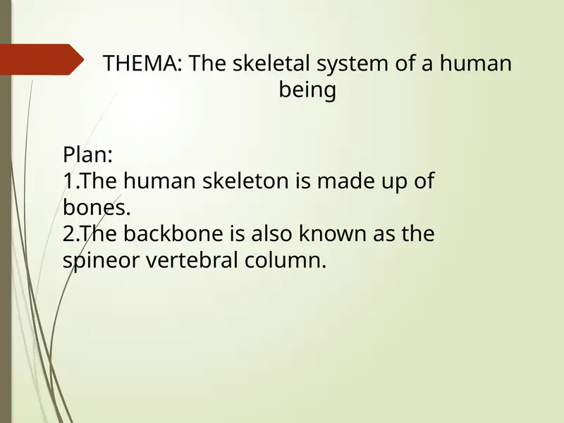 The skeletal system of a human being