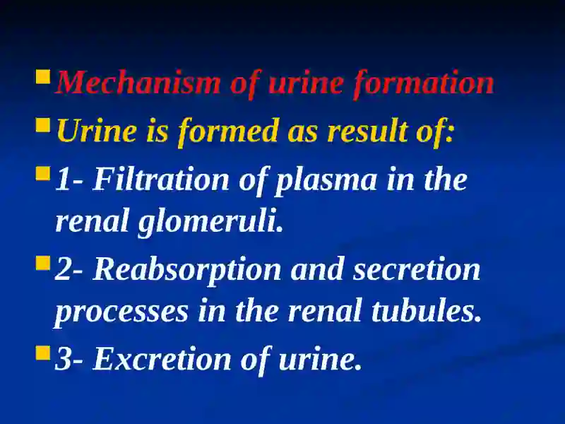 Mechanism of urine formation