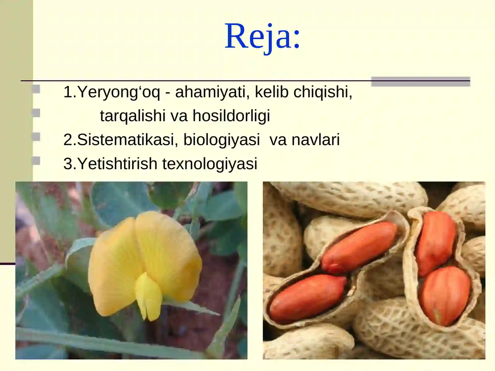 Yeryong‘oq ahamiyati biologiyasi va yetishtirish texnologiyasi