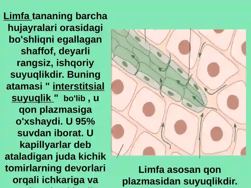 Limfa sistemasi
