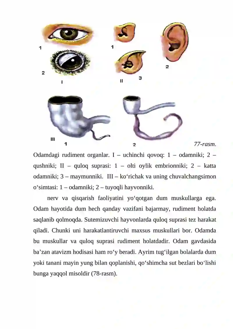Odam evolutsiyasi