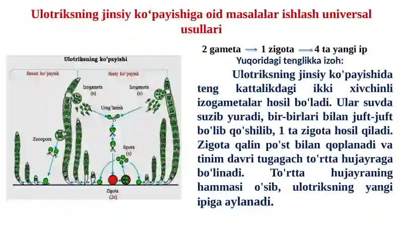 Ulotriks jinsiy ko‘payish texnologiyasi
