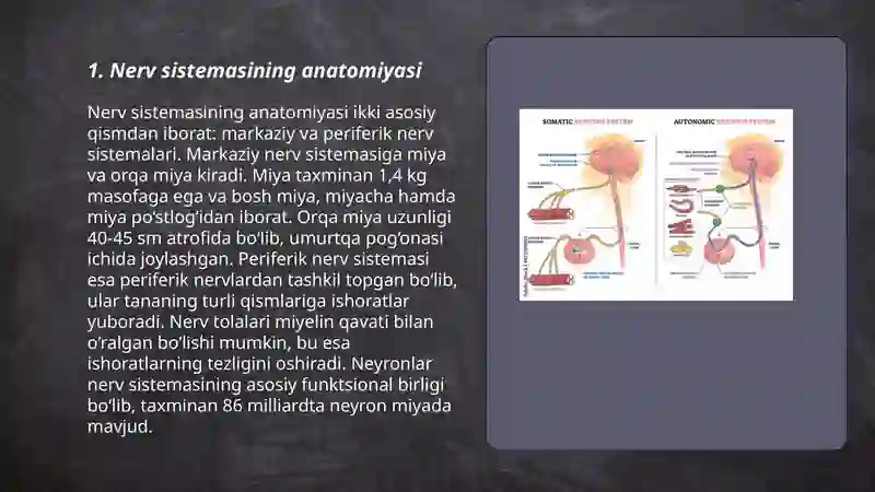 Nerv sistemasining tuzilishi