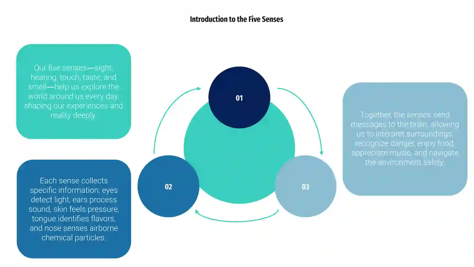 The Five Senses: How We Perceive the World