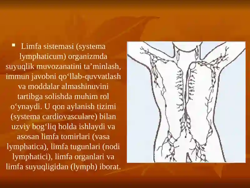Limfa sistemasi. Slayd