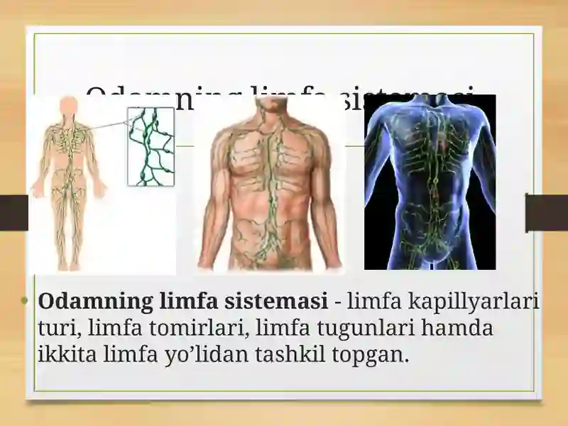 Limfa tomirlarningrivochlanishiga va tuzilishiga ichtimoviy va bialogik ...