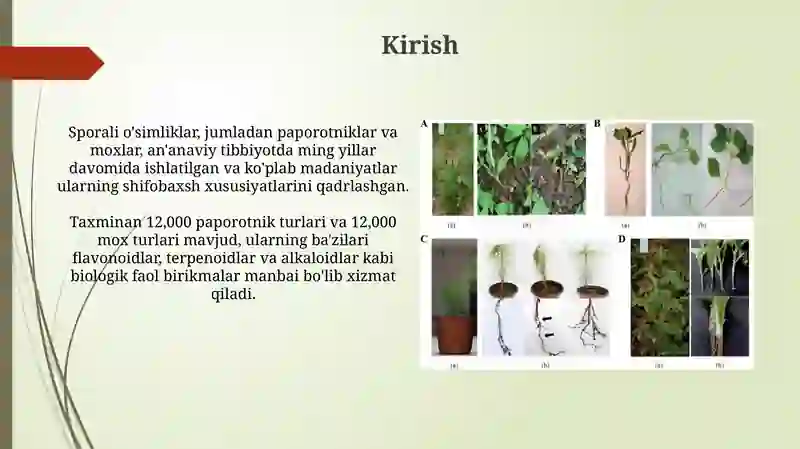 Sporali o'simliklar va ularning dorivorlik xususiyatlari