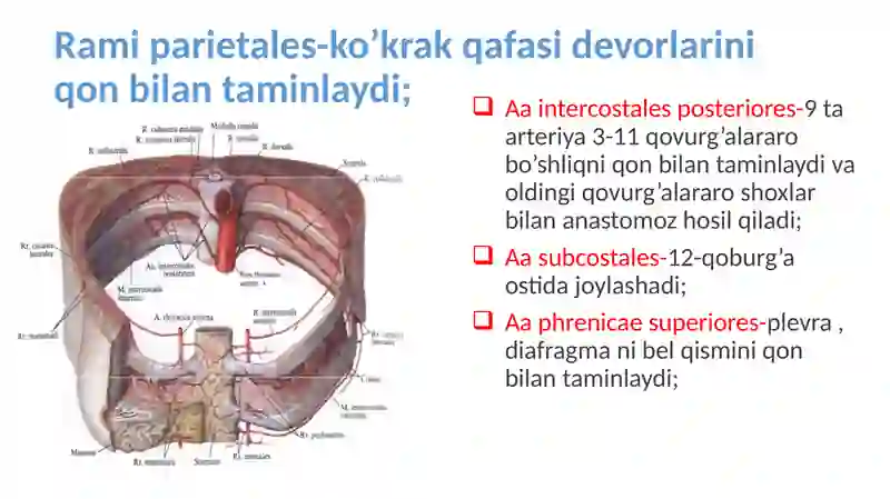 Truncus celiacus