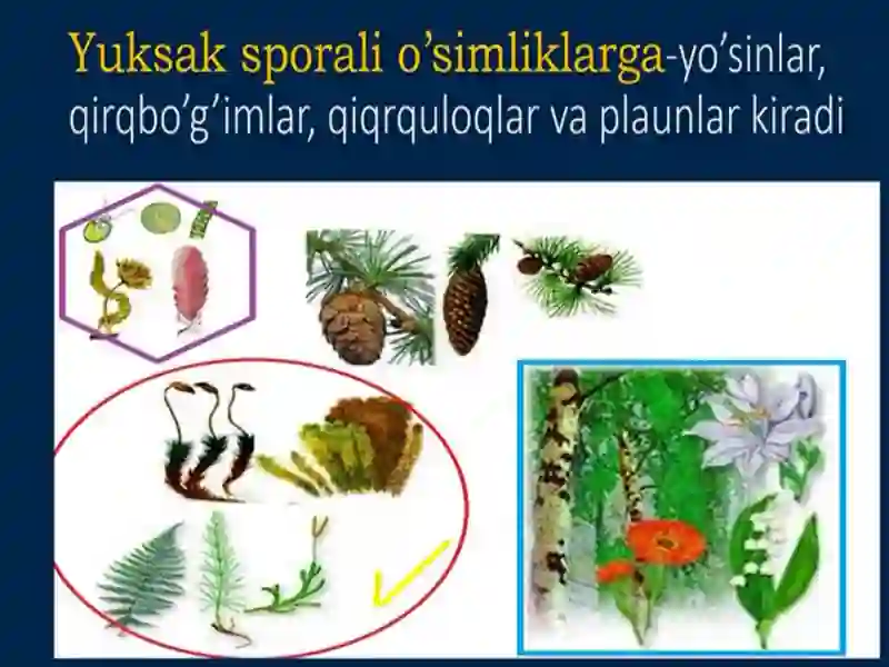 yuksak sporali o'simliklar