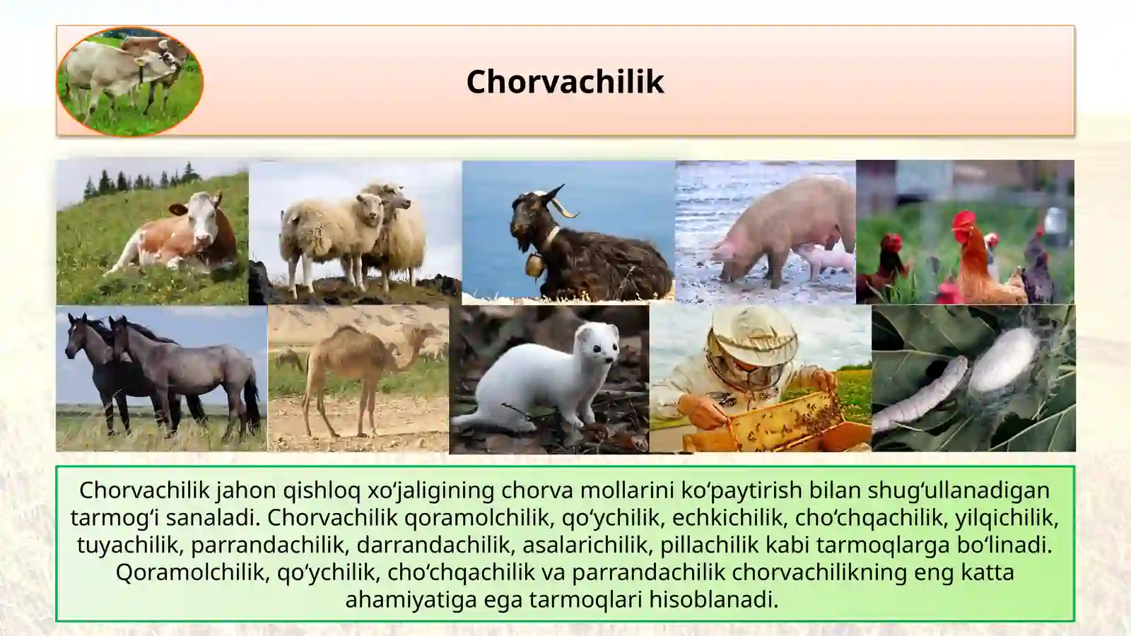 Jahon chorvachiligi haqida slayd