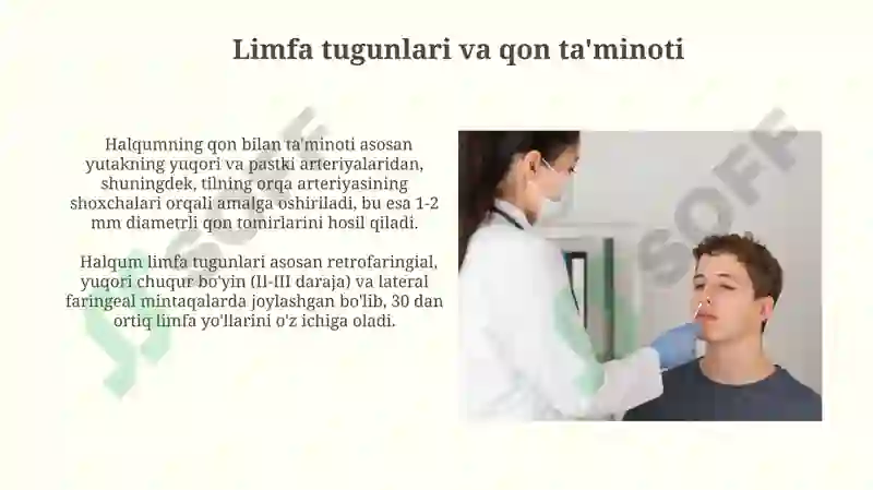 Halqum anatomiyasi va tekshirish usullari
