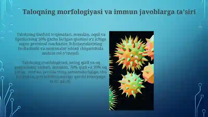 Suyak koʻmigining morfologik asoslari