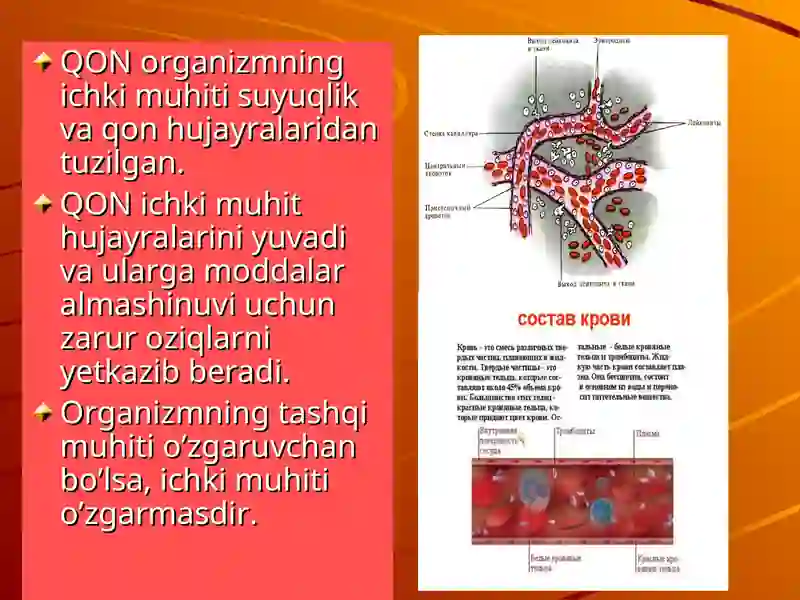 QON FIZIOLOGIYASI