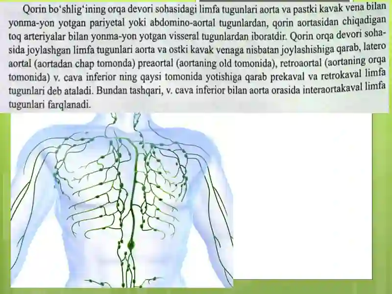 limfa va taloq anatomiyasi pptx