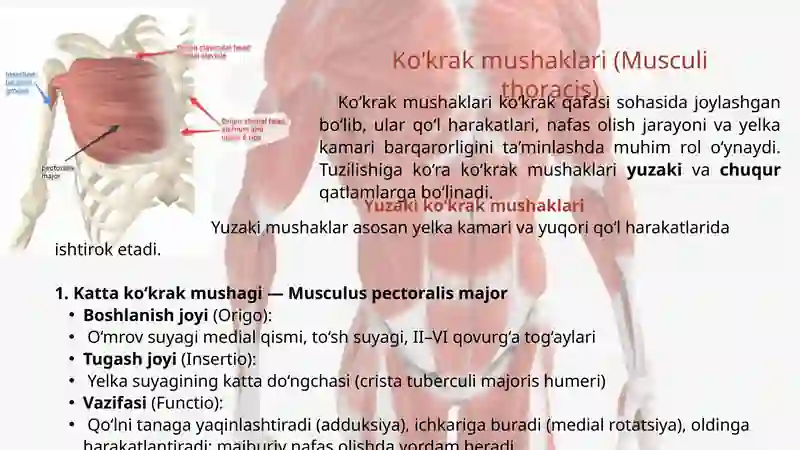 ODAM ANATOMIYASI. Muskullar sistemasi (Ko'krak, qorin va orqa mushaklari)