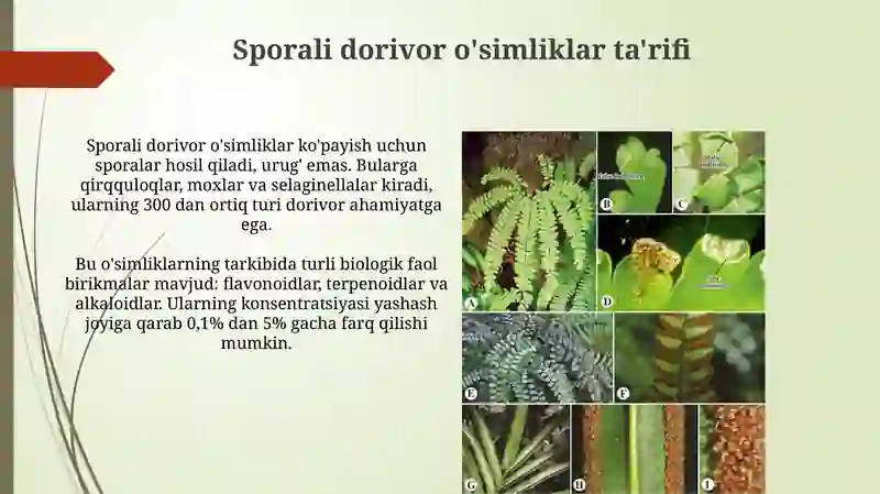 Sporali o'simliklar va ularning dorivorlik xususiyatlari