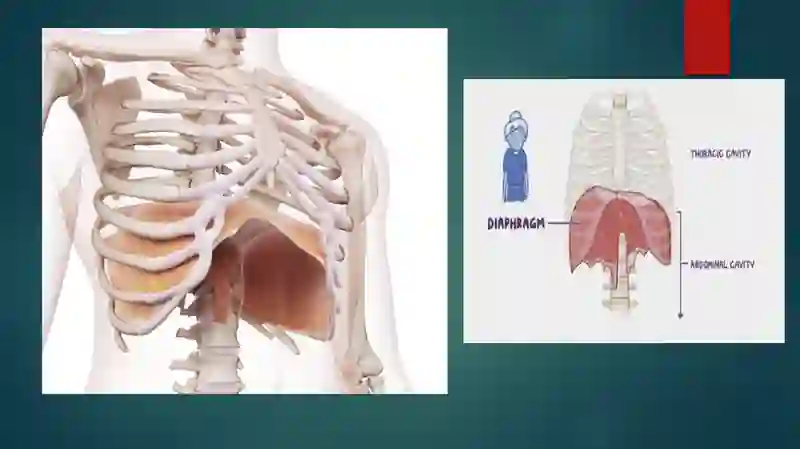 Diafragma