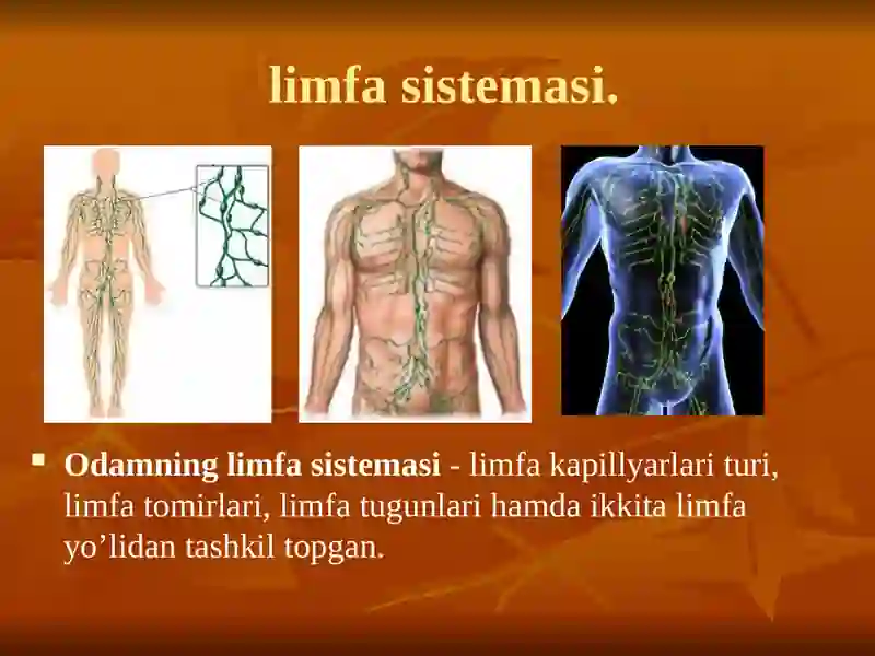 Limfa sistemasi. Slayd