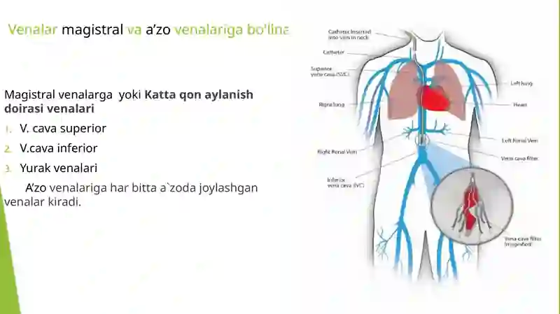 Venoz tizimining funktsional anatomiyasi