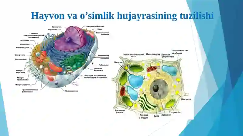 Eukariot hujayralarning ultrastrukturaviy tuzilishi