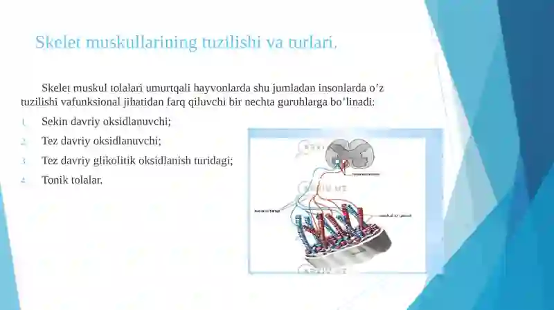 Muskul xossalarini o’rganish usullari. Tetanus