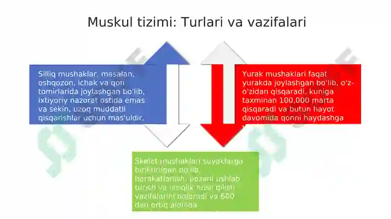 Sklet va muskullar